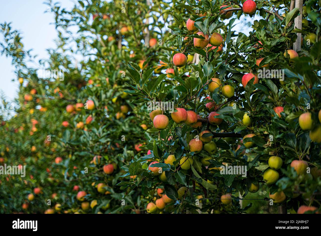 Beautiful view of apple orchard Stock Photo - Alamy