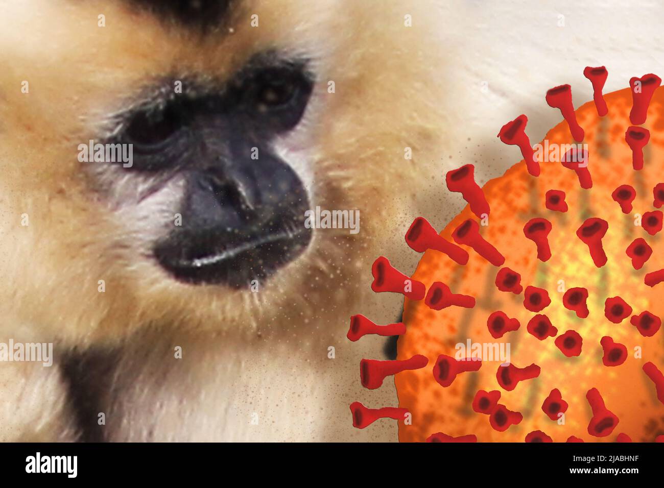 monkeypox virus and monkey photo Stock Photo - Alamy