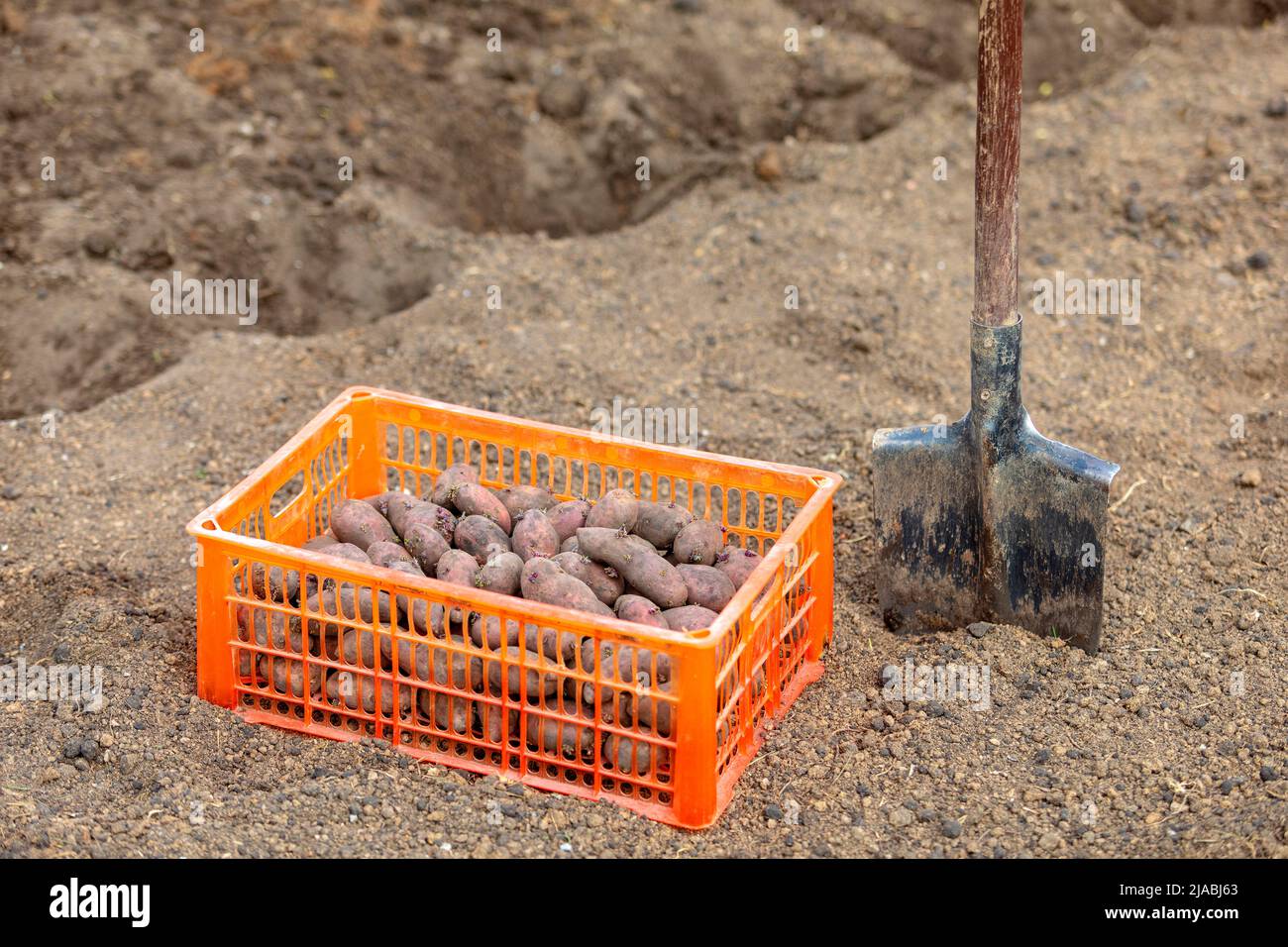 Spade and box full of potato tubers on the ground Stock Photo - Alamy
