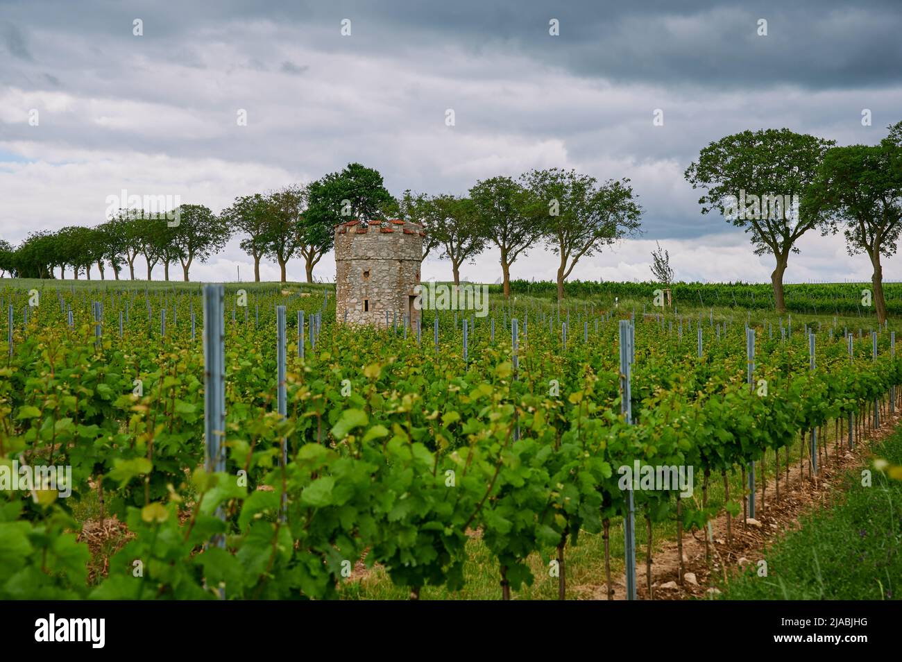 bad weather over the vineyard tower near Floersheim Stock Photo - Alamy