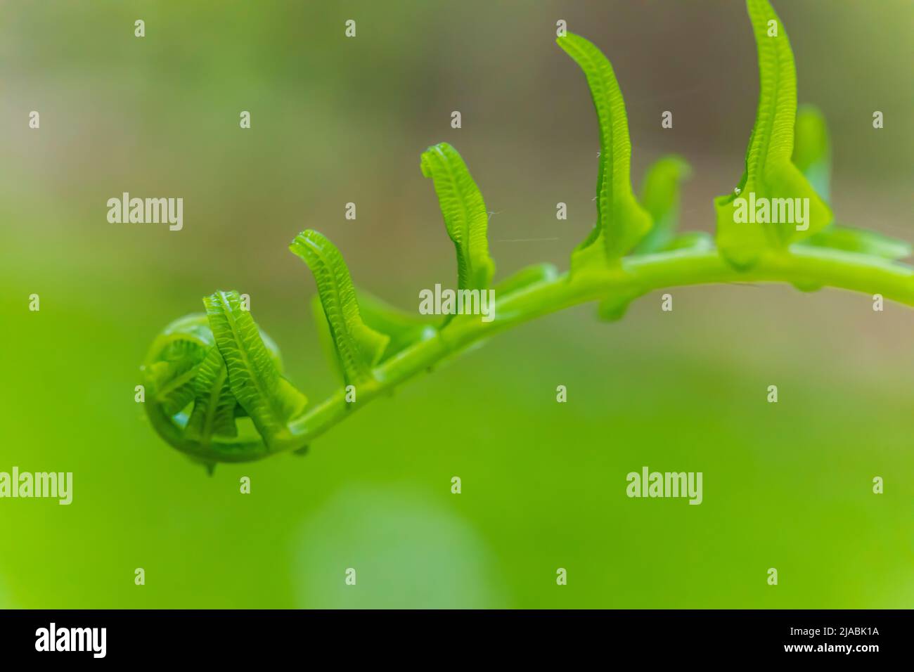 Christmas Fern, Polystichum acrostichoides, unfurling in Trillium ...