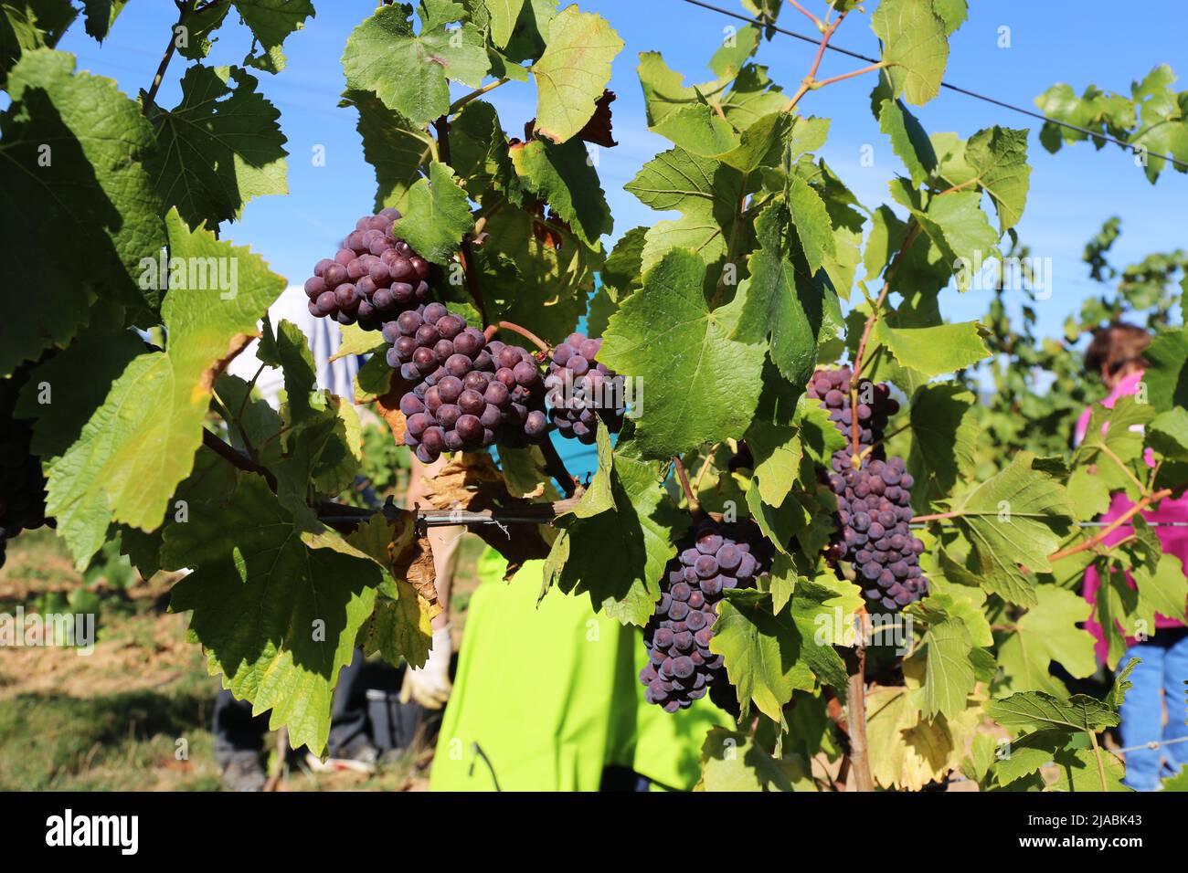Grape harvest: Hand harvest of Pinot Noir and Pinot Gris grapes Stock ...