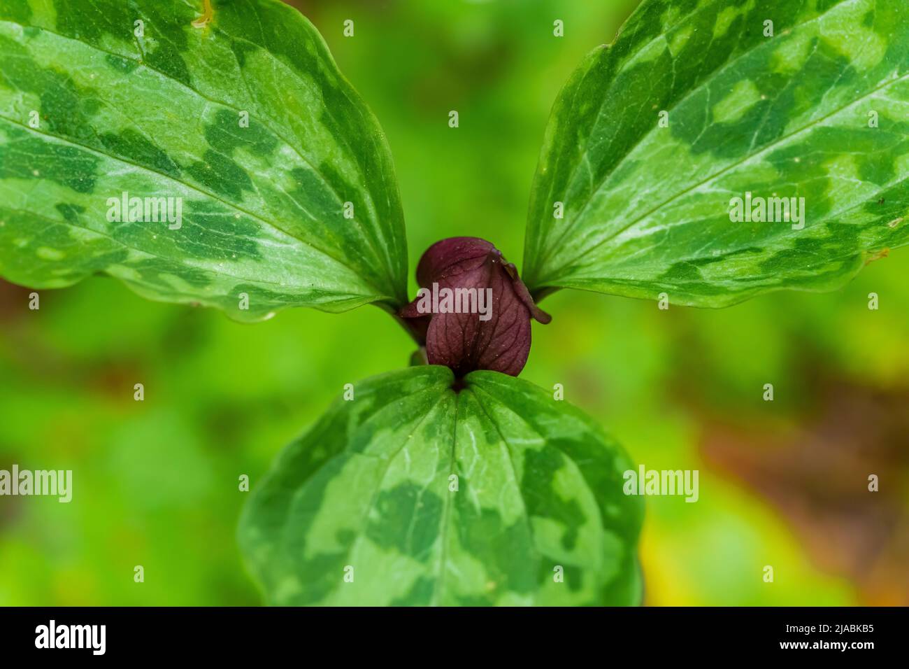 Prairie Trillium, Trillium recurvatum, flowering in Trillium Ravine ...