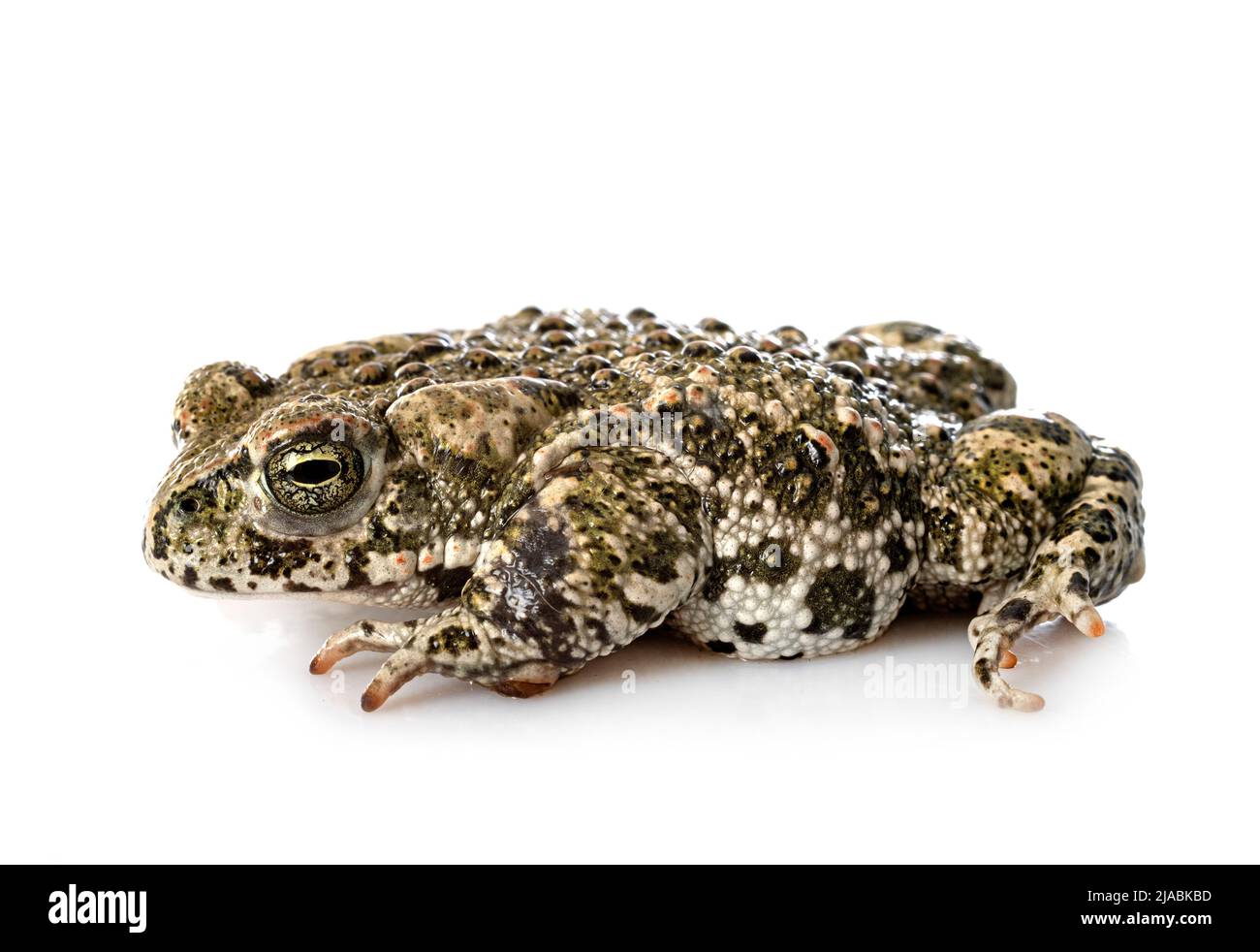 Natterjack toad in front of white background Stock Photo - Alamy