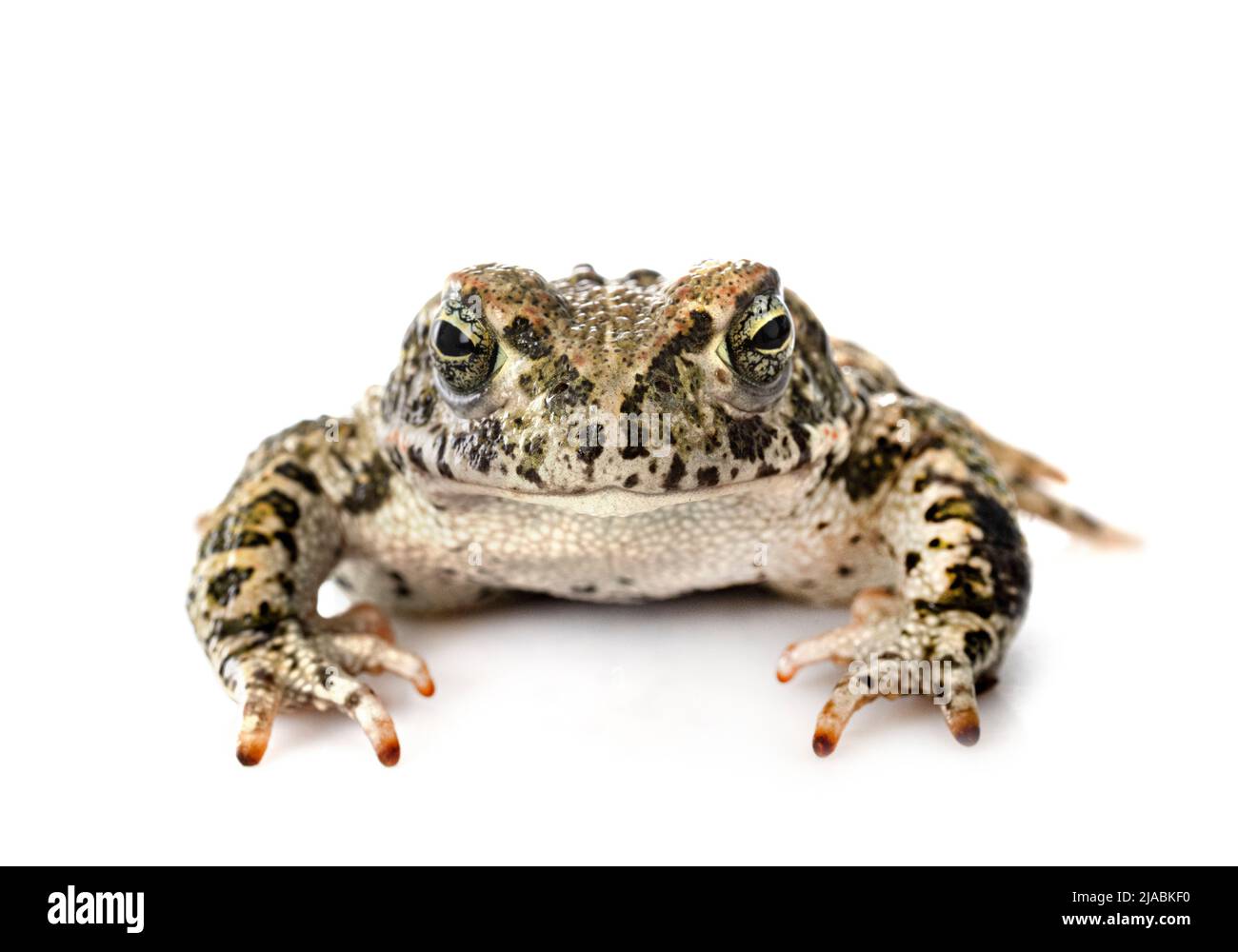 Natterjack toad in front of white background Stock Photo - Alamy