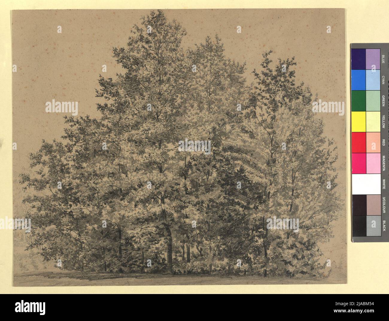 Big tree study. Tina Blau (1845-1916), artist Stock Photo - Alamy