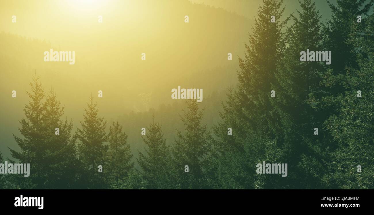 Summer Sunny Woodland Landscape Panoramic Photo. Northern California ...