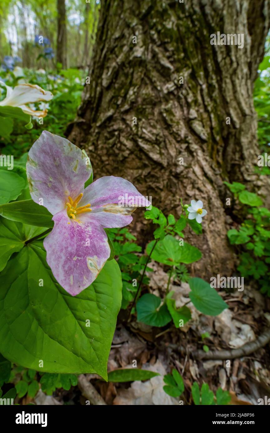 Large-flowered Trillium, Trillium grandiflorum, flower changing from ...