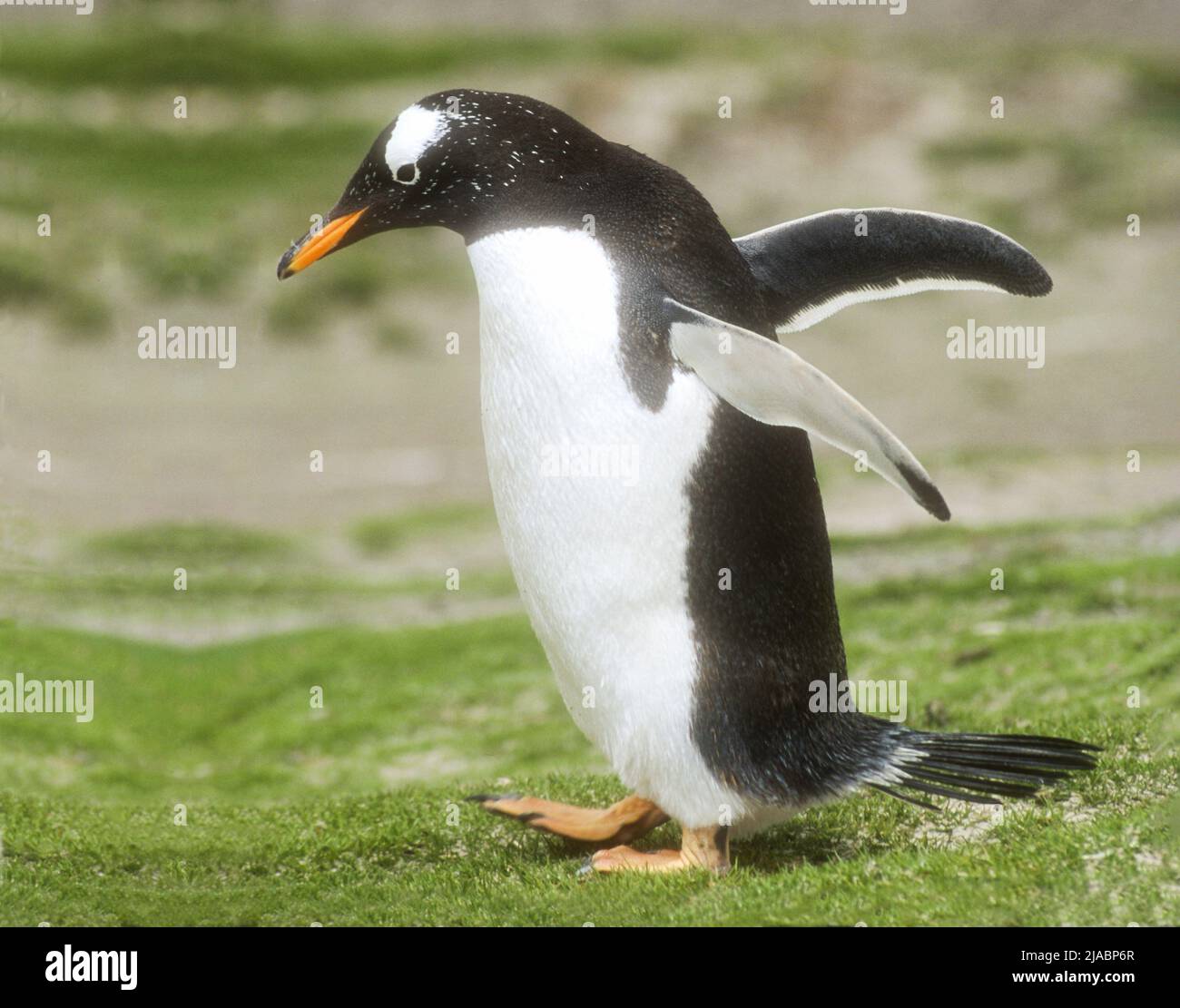 Papua georgia hi-res stock photography and images - Alamy