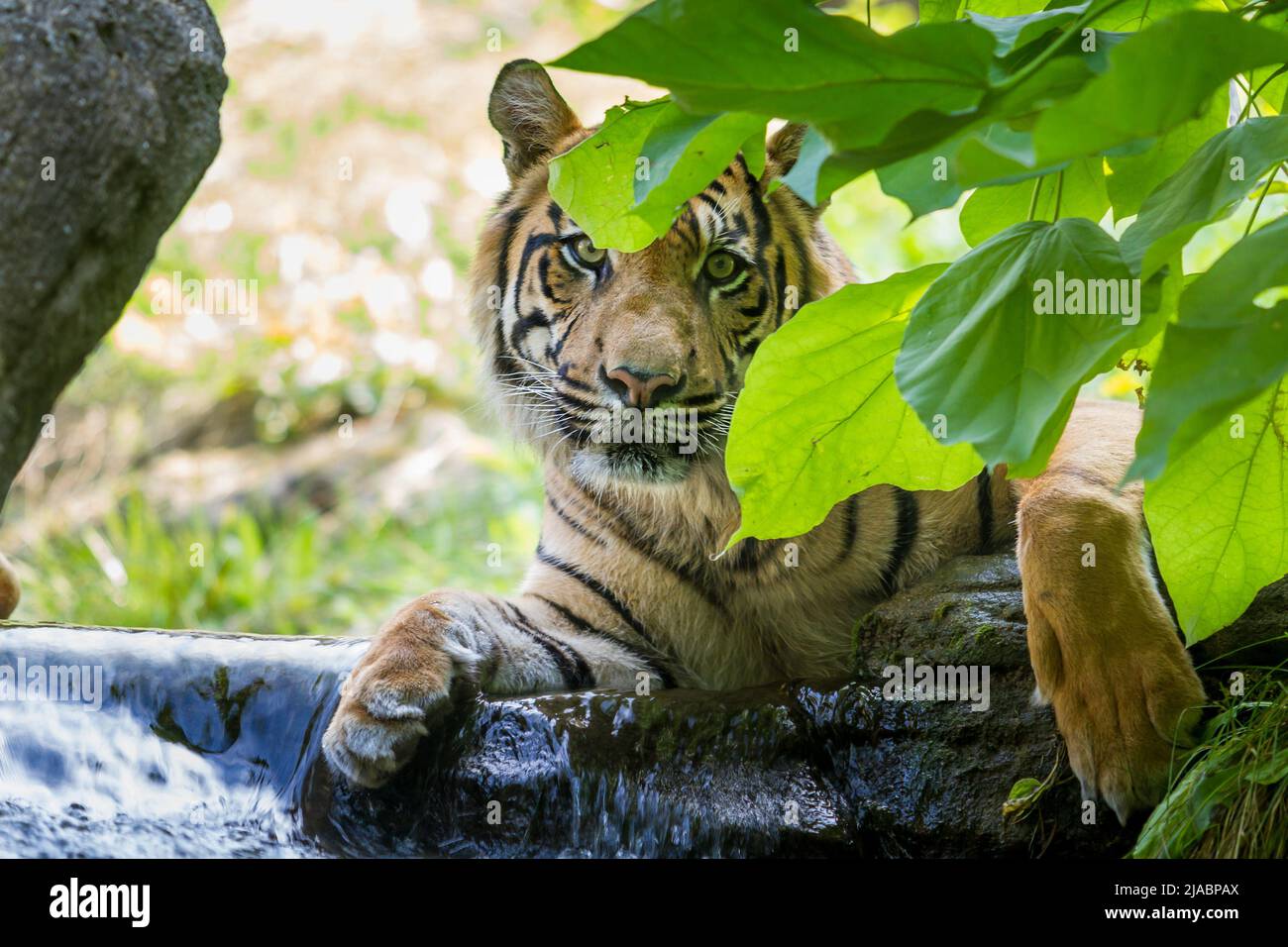 The tiger lies by the running water and is hidden behind a tree branch ...