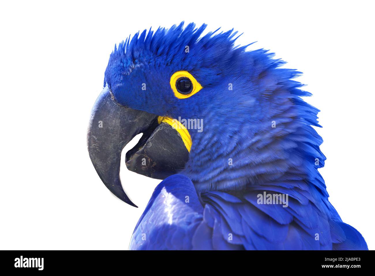 Hyacinth Macaw - Anodorhynchus hyacinthinus - beautiful large blue ...
