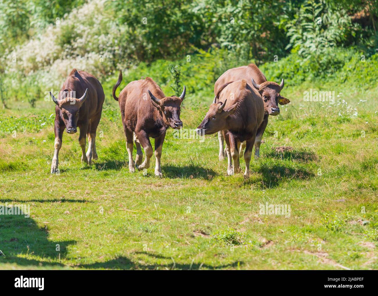Gaur in Indian - Bos gaurus - a group of four pieces standing in a ...