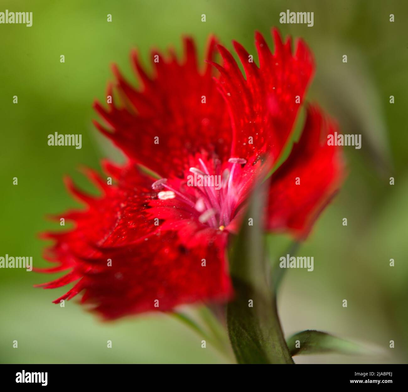 Rockin red dianthus hi-res stock photography and images - Alamy