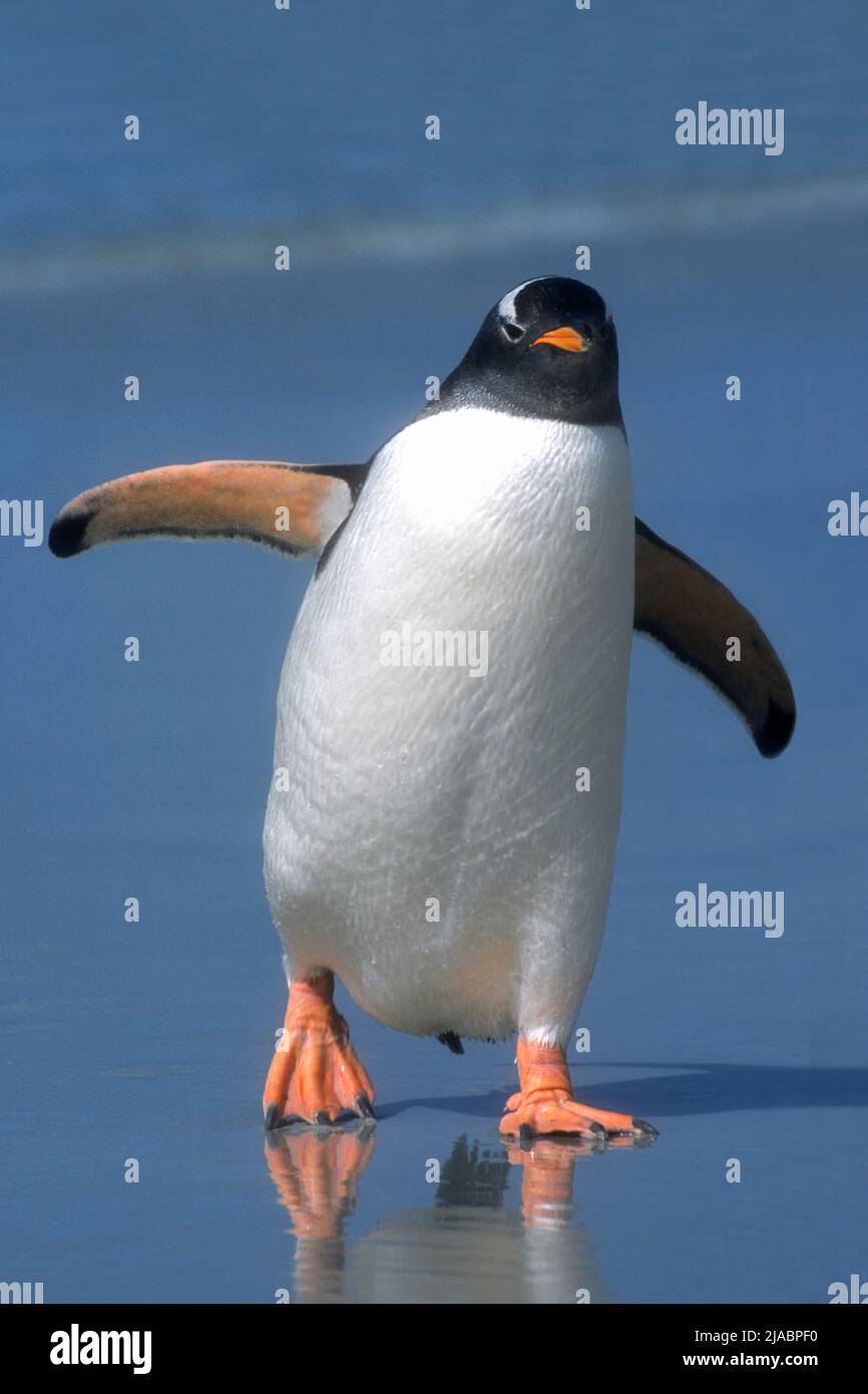 South georgia birds hi-res stock photography and images - Alamy