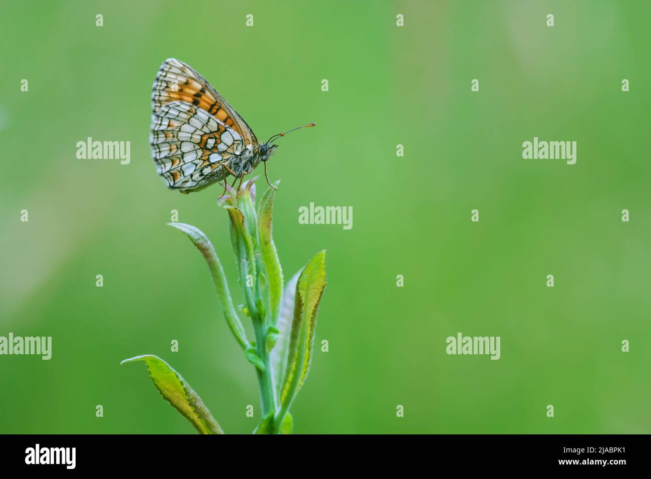 Beautiful little butterfly hi-res stock photography and images - Alamy