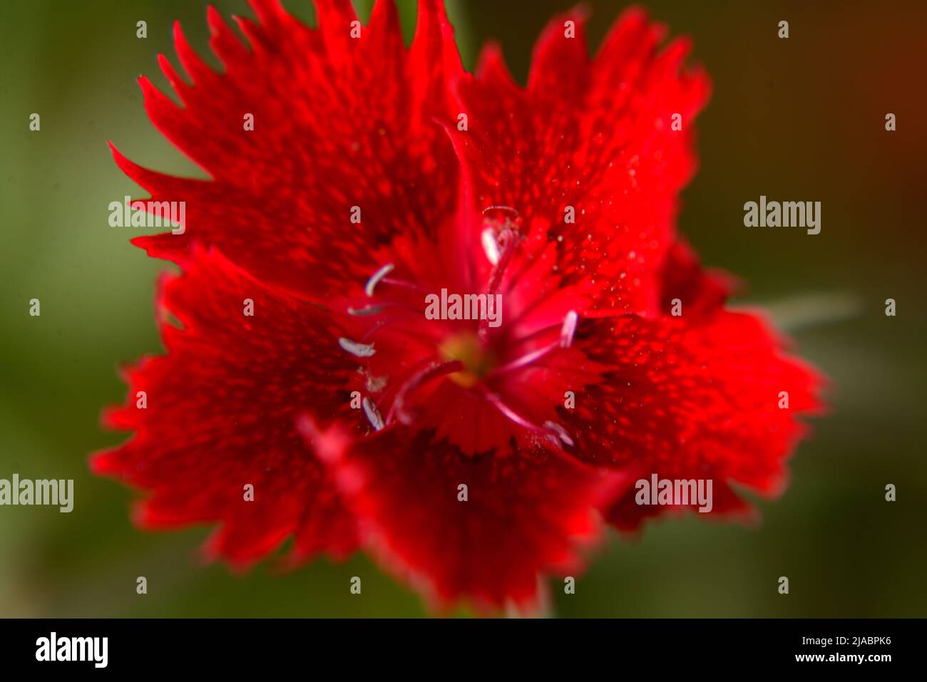 Rockin red dianthus hi-res stock photography and images - Alamy