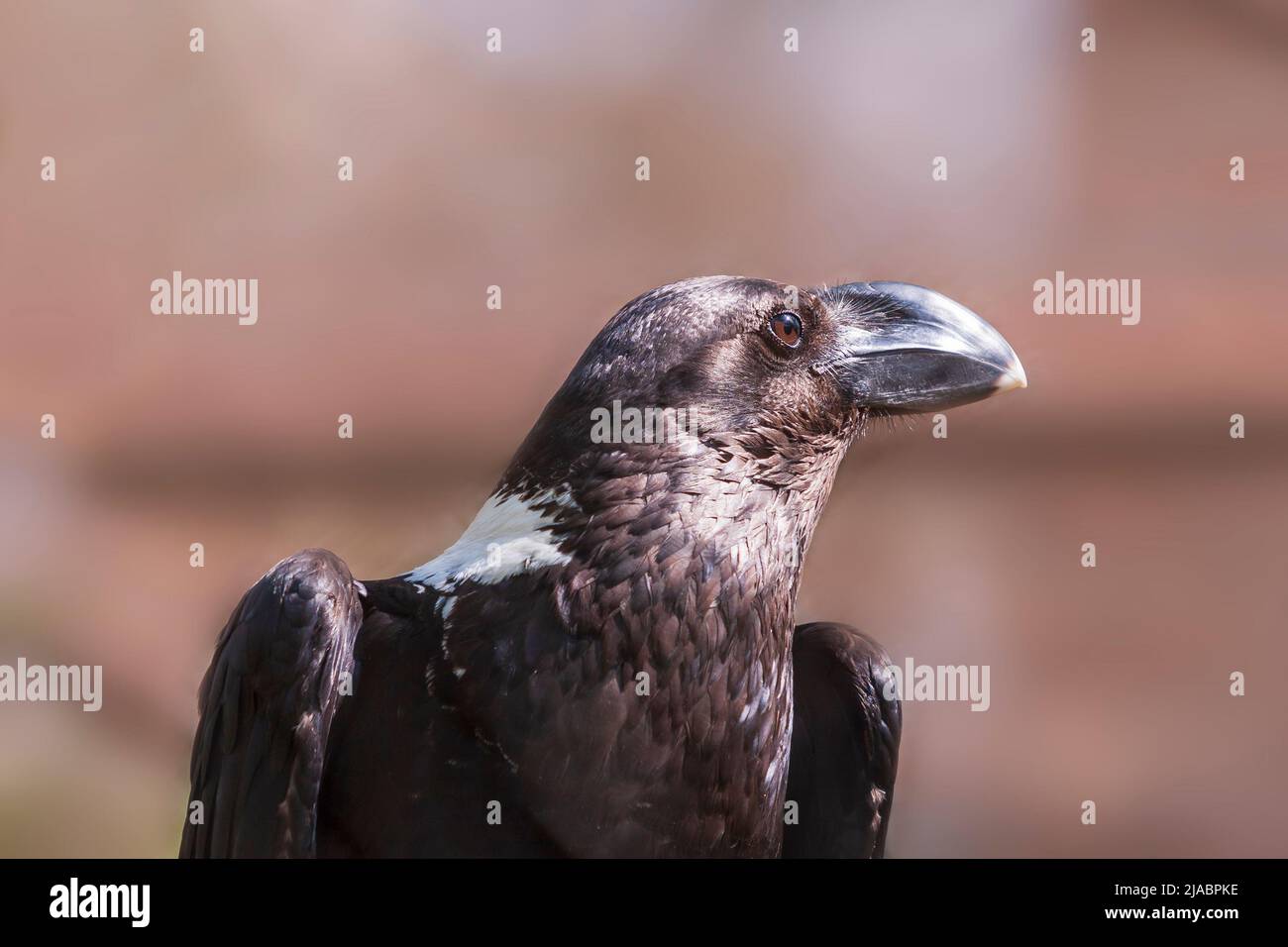Portrait of Corvus corax - Common Raven on a light background Stock ...