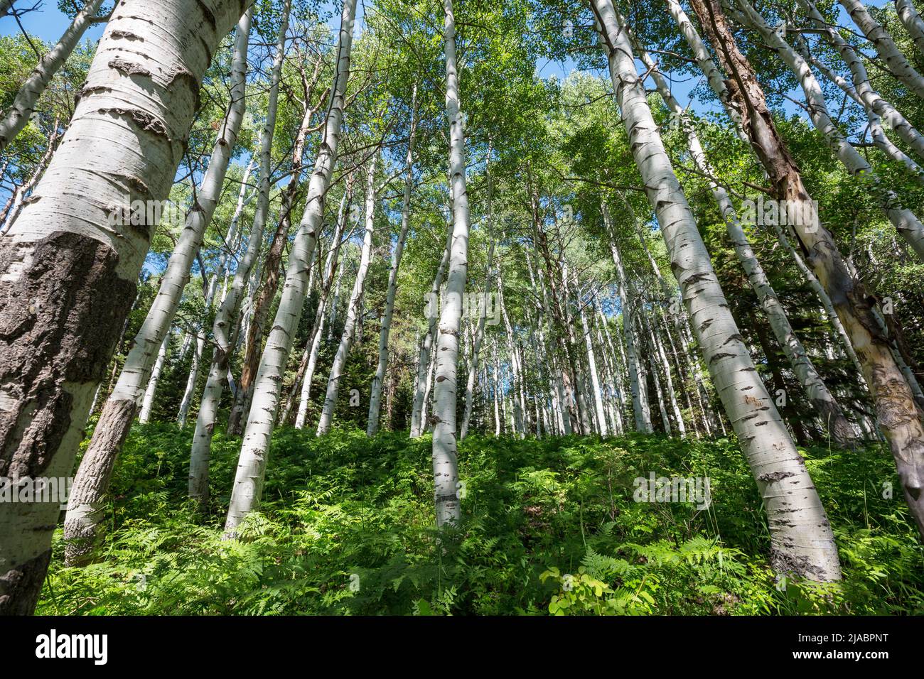 Summer forest at sunrise time. Inspiring summer background Stock Photo ...