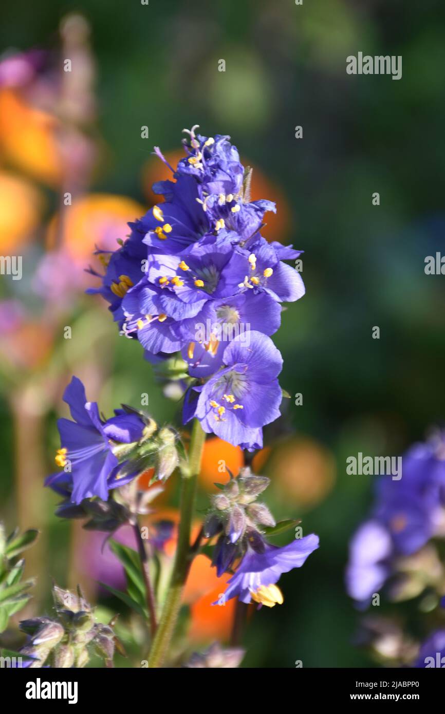 Gorgeous purple larkspur hi-res stock photography and images - Alamy