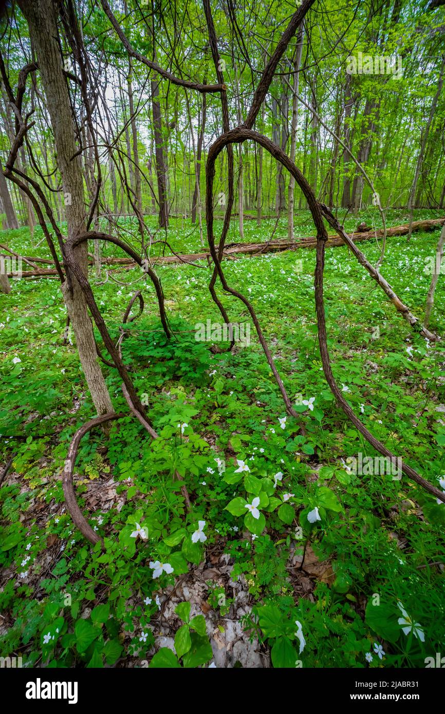 Large-flowered Trillium, Trillium grandiflorum, flowering in Trillium ...
