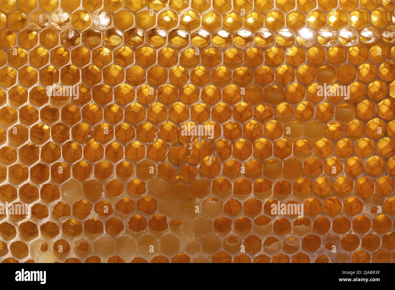 Honey background. Sweet honey in combs. Light background Stock Photo ...