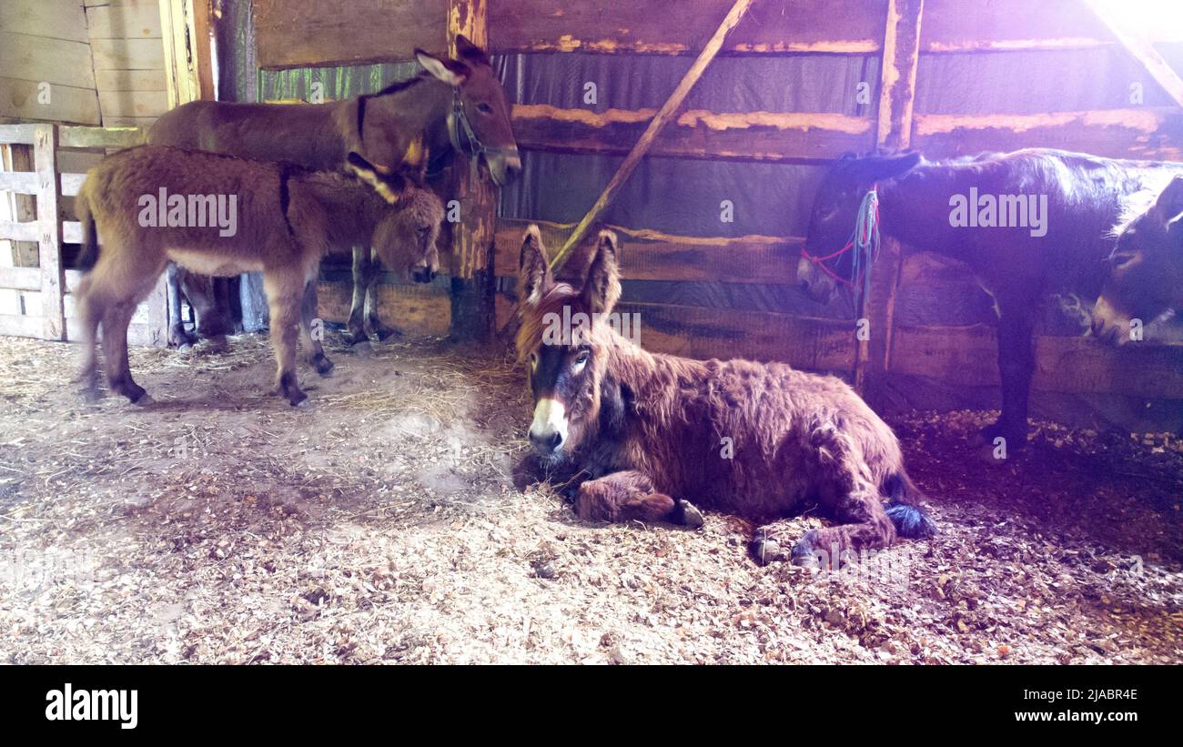 Herd of donkeys standing and lying inside paddock. Donkeys at donkey ...