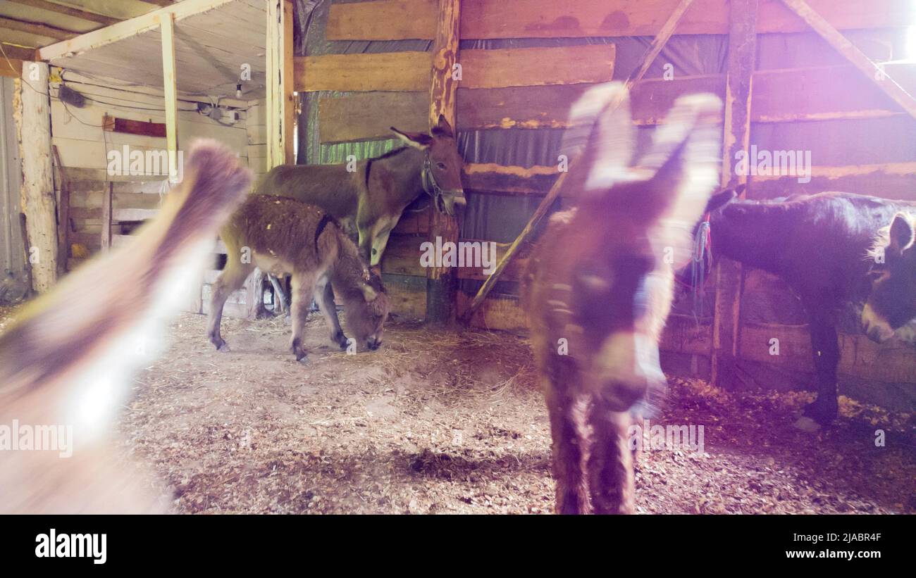 Adult donkey mother with young foal colt and many other donkeys ...