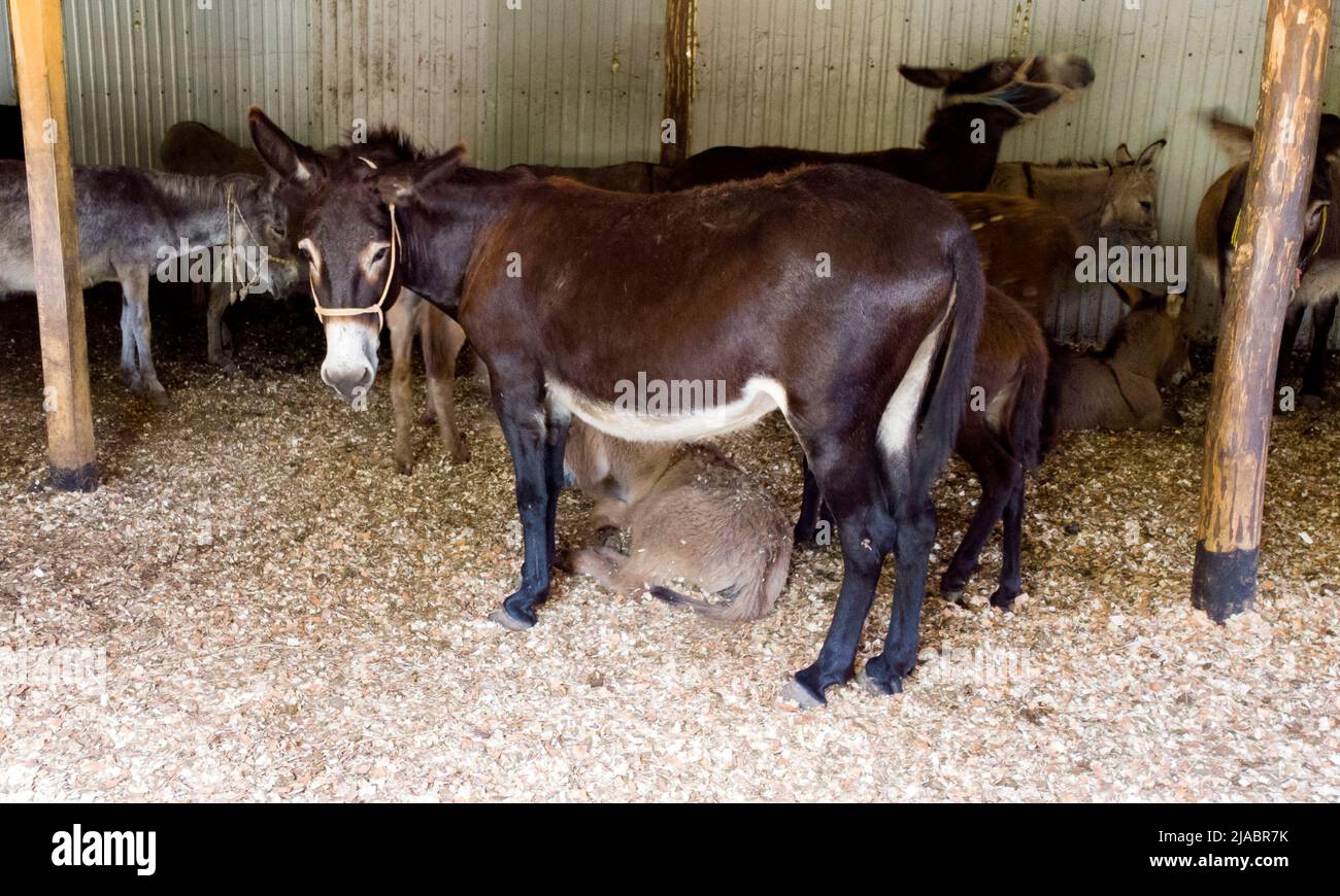 Farm with barn and donkey hi-res stock photography and images - Alamy