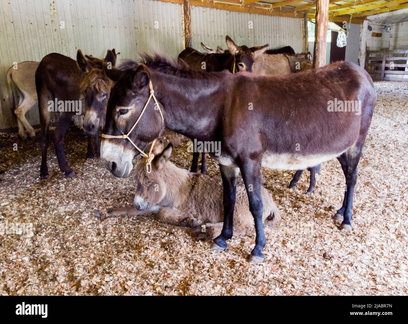 Adult donkey mother with young foal colt and many other donkeys ...