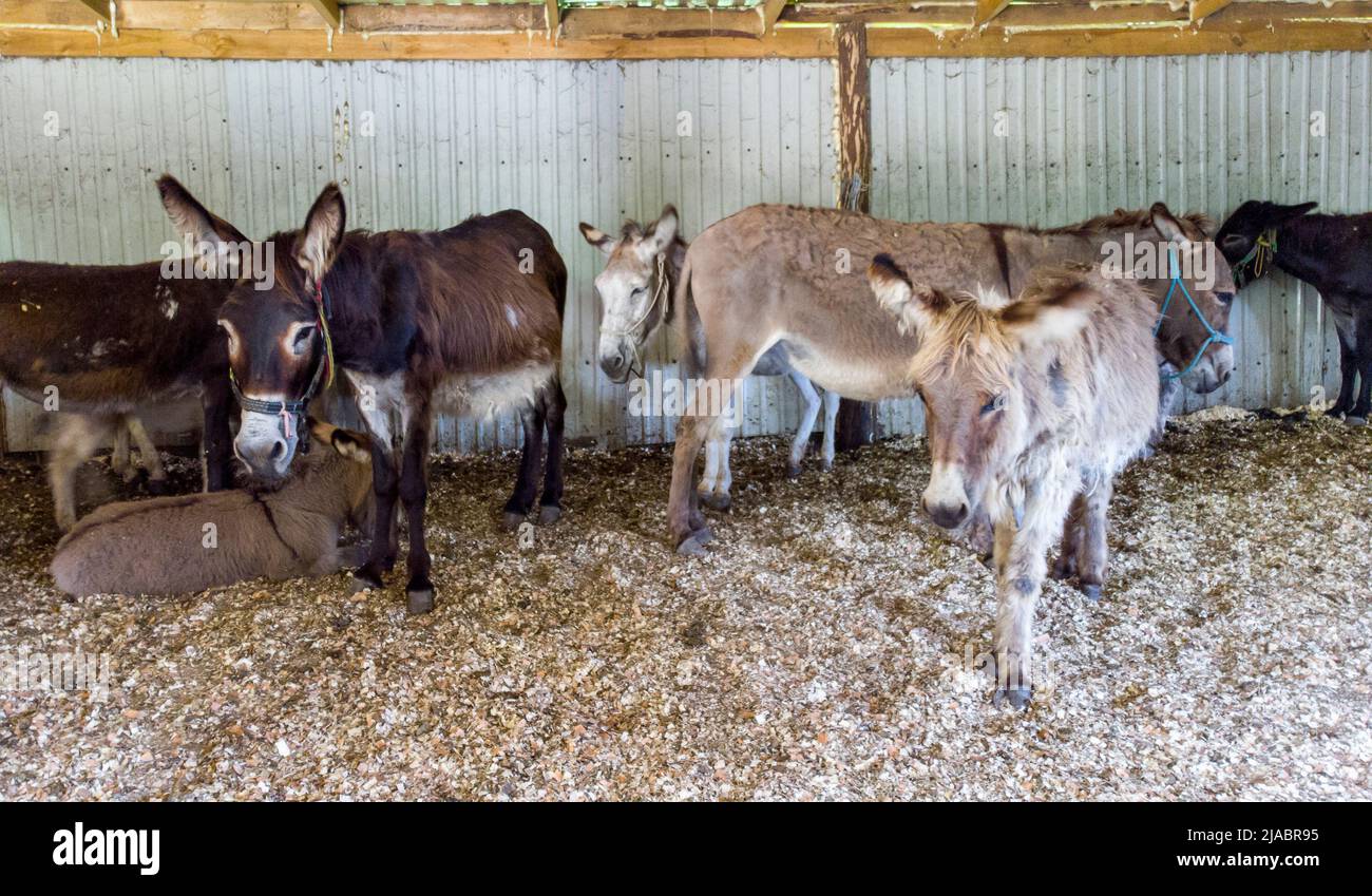 Adult donkey mother with young foal colt and many other donkeys ...