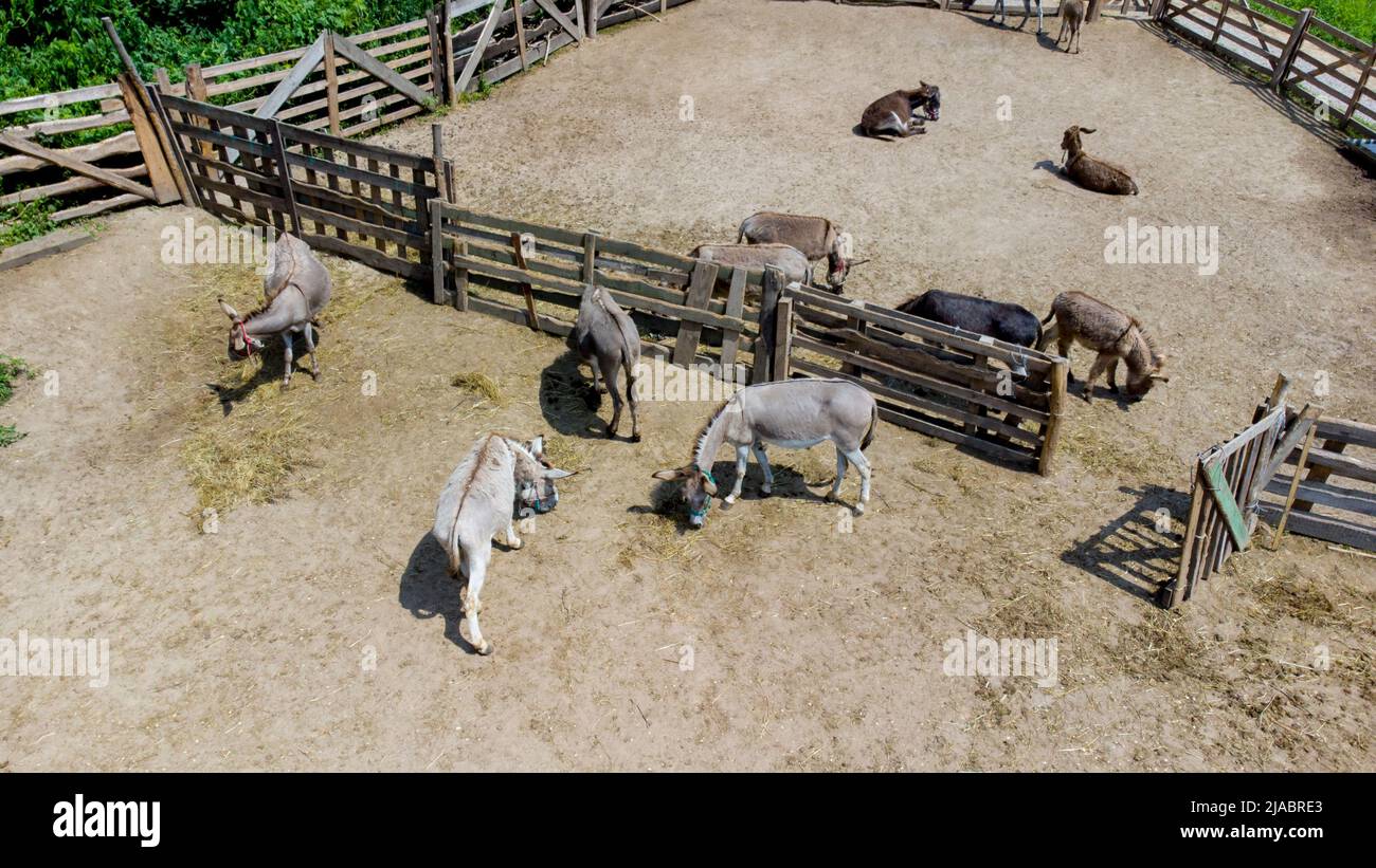 Donkey farm. Aerial drone view flight over many donkeys in corral on ...