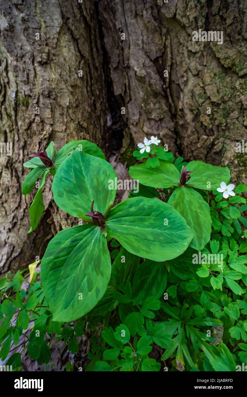 Toadshade, Trillium sessile, flowering in Trillium Ravine Preserve, a ...