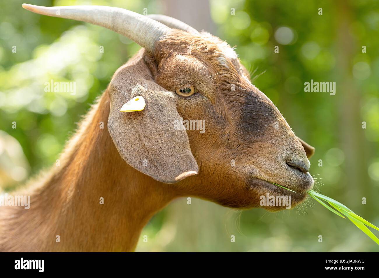 Ziege beim essen hi-res stock photography and images - Alamy