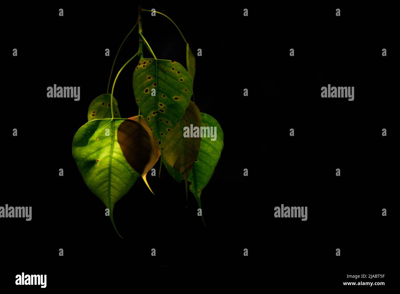 Bo leaves hi-res stock photography and images - Alamy