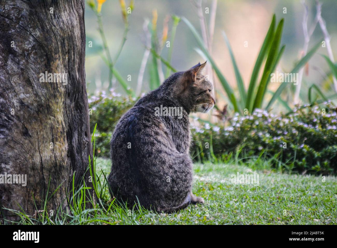 The Kitty - Cat is looking at something Stock Photo - Alamy