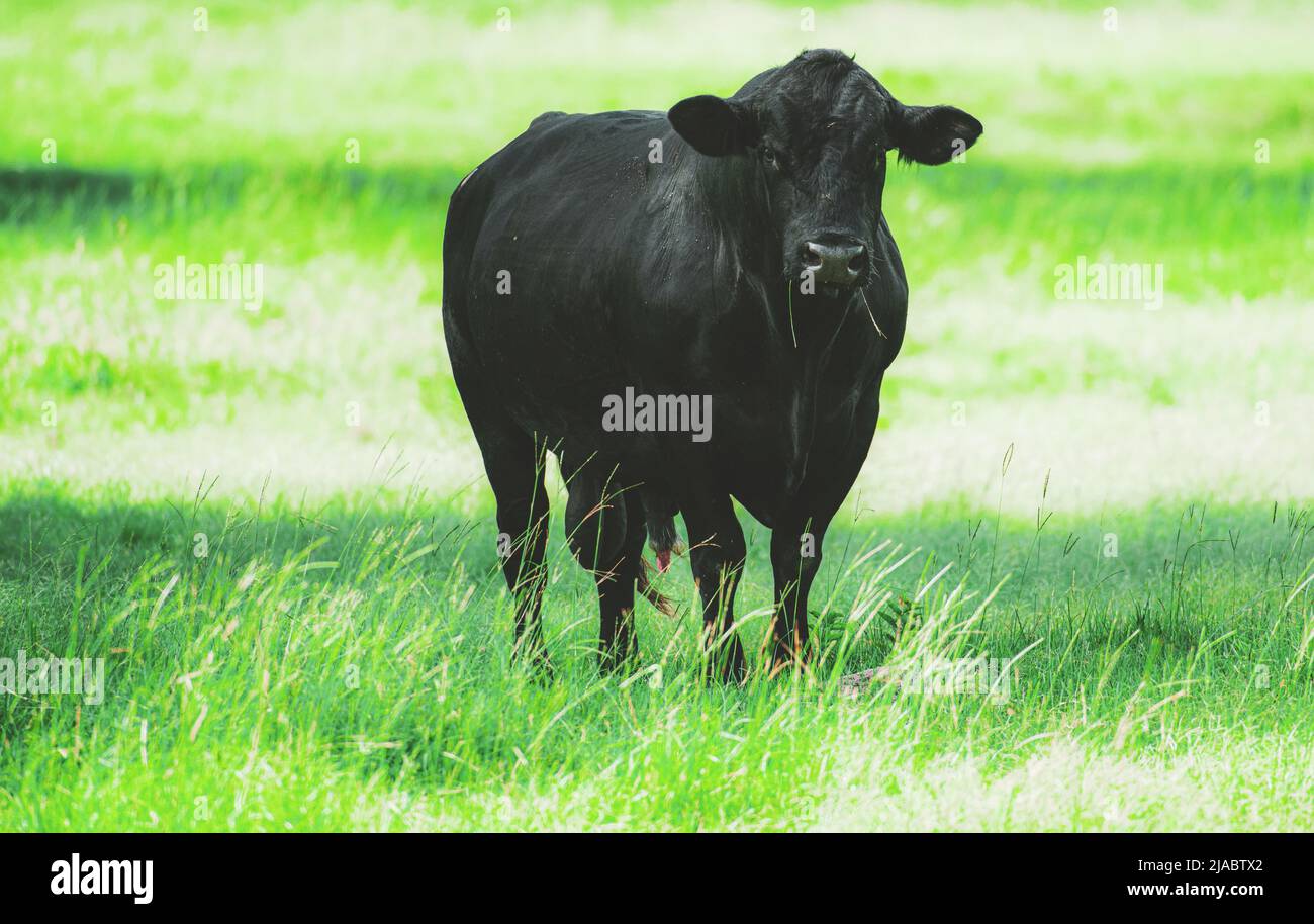 Black Cow. Farming Ranch Angus and Hereford Cattle. Bull in spain in ...