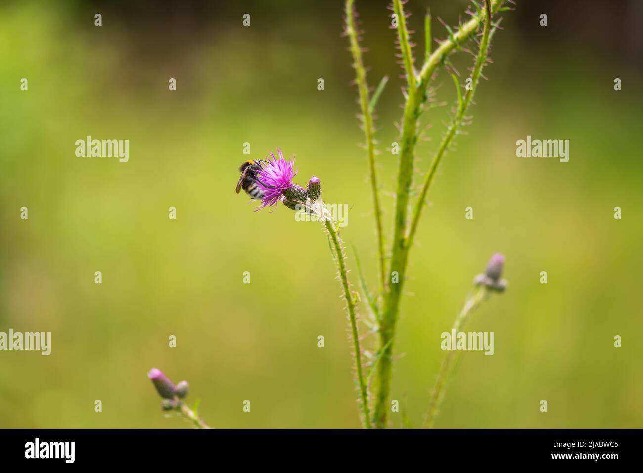 Blooming flowers of meadow flowers in the meadow. There are various ...