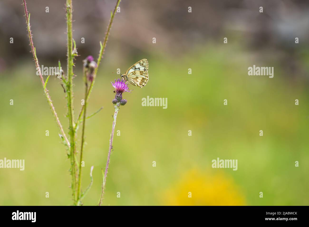 Blooming flowers of meadow flowers in the meadow. There are various ...