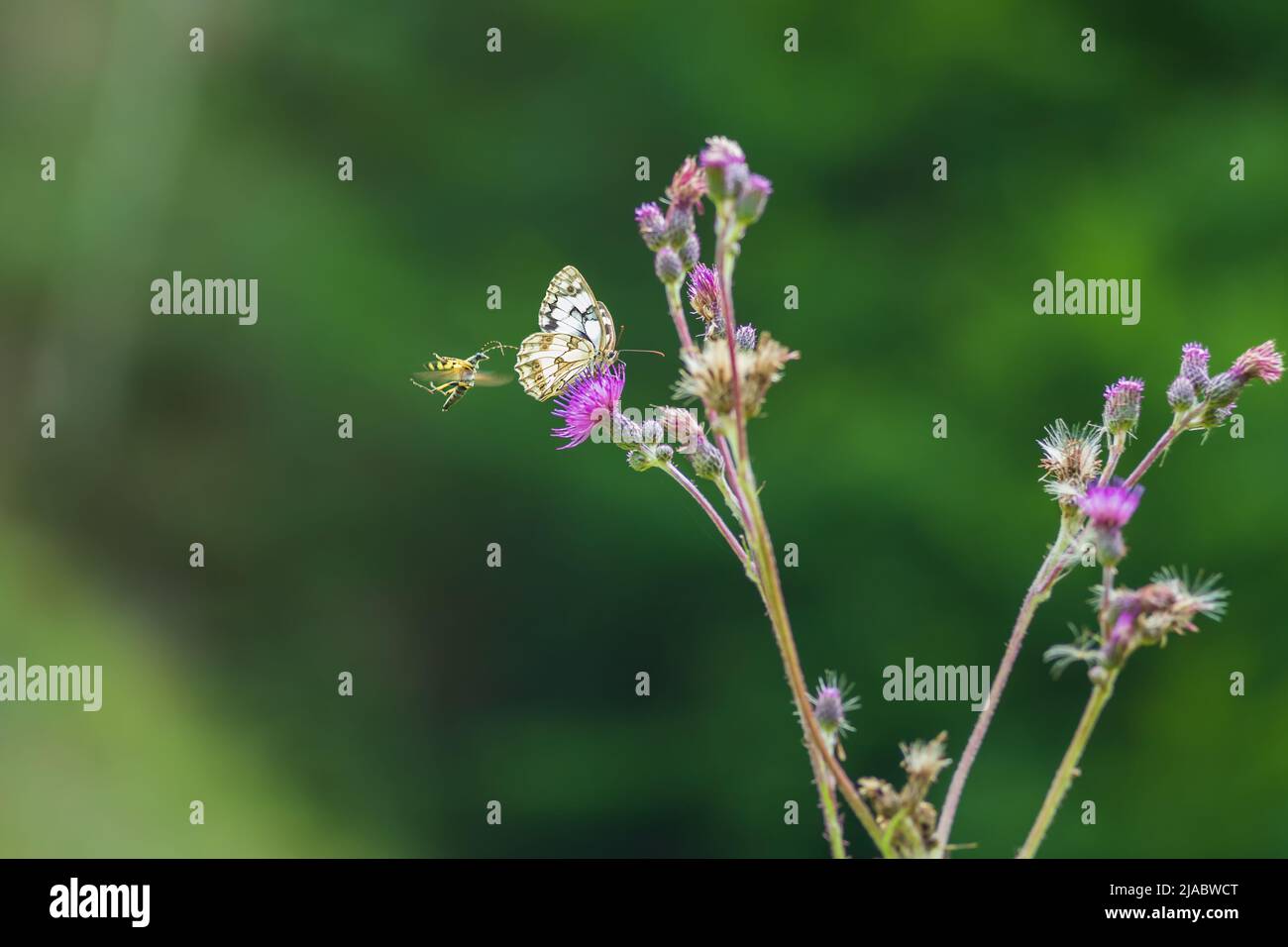 Blooming flowers of meadow flowers in the meadow. There are various ...