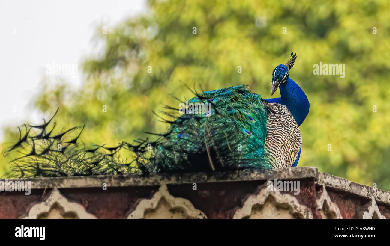 A peacock cleaning its tail feathers Stock Photo - Alamy
