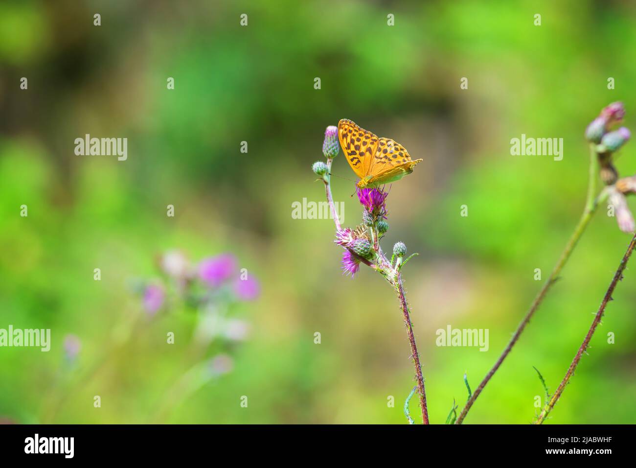 Blooming flowers of meadow flowers in the meadow. There are various ...