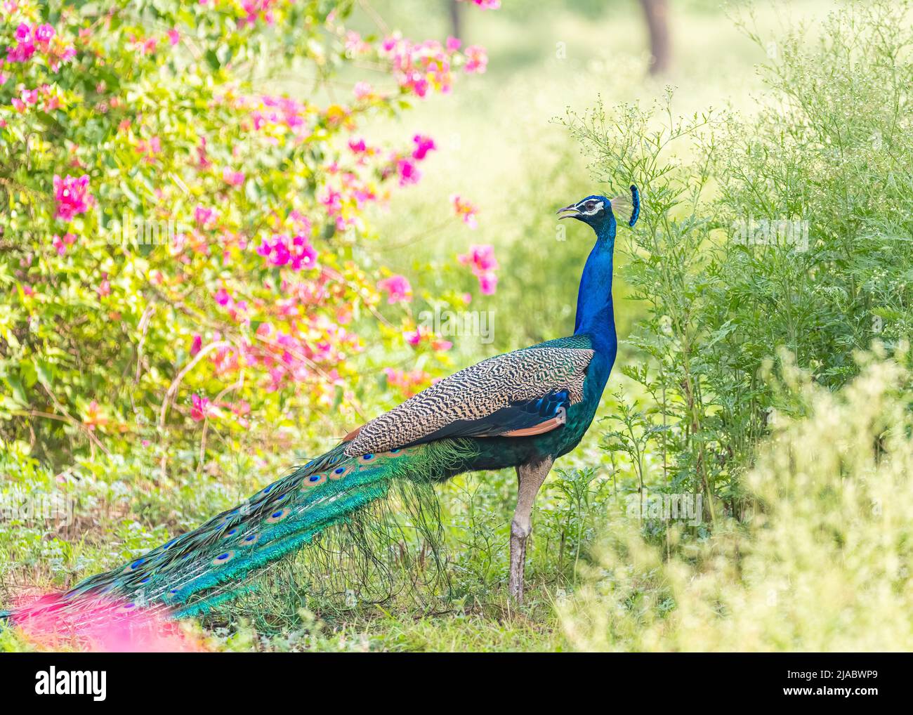 Peacock Turning head 180 to look back Stock Photo - Alamy