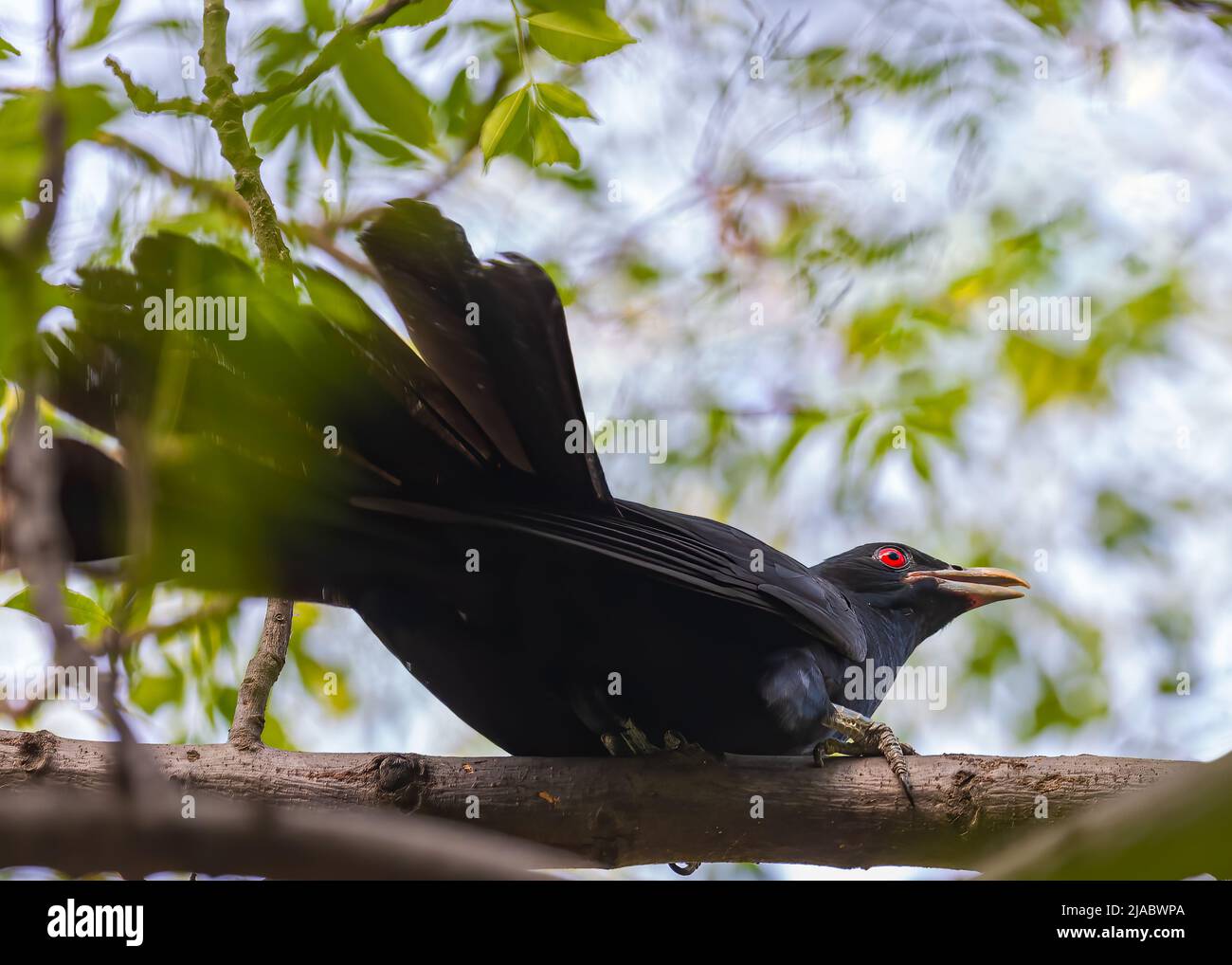 Asian Koel on a tree resting Stock Photo - Alamy