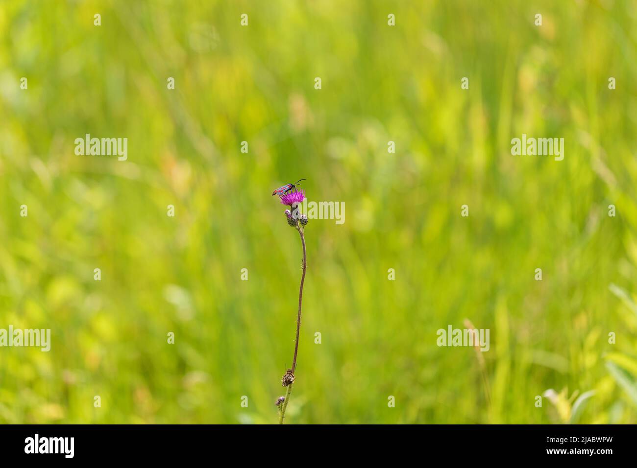 Blooming flowers of meadow flowers in the meadow. There are various ...