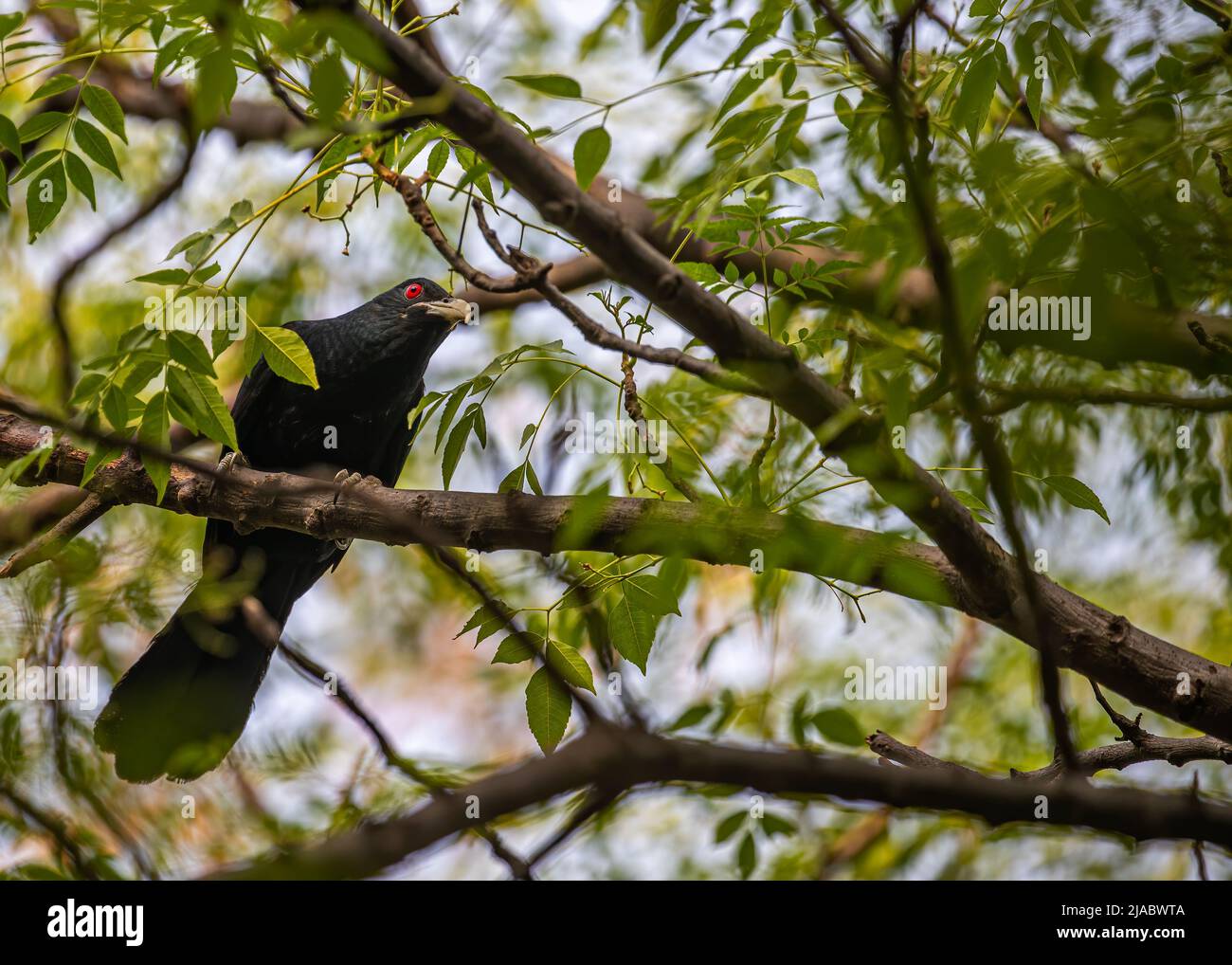 Asian Koel hidden in a tree and resting Stock Photo - Alamy