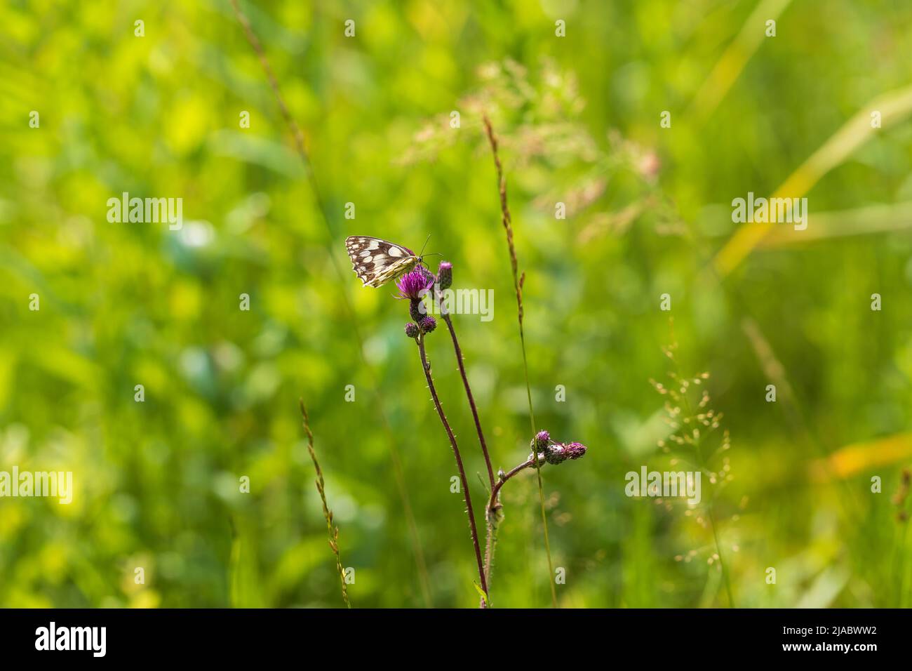 Blooming flowers of meadow flowers in the meadow. There are various ...