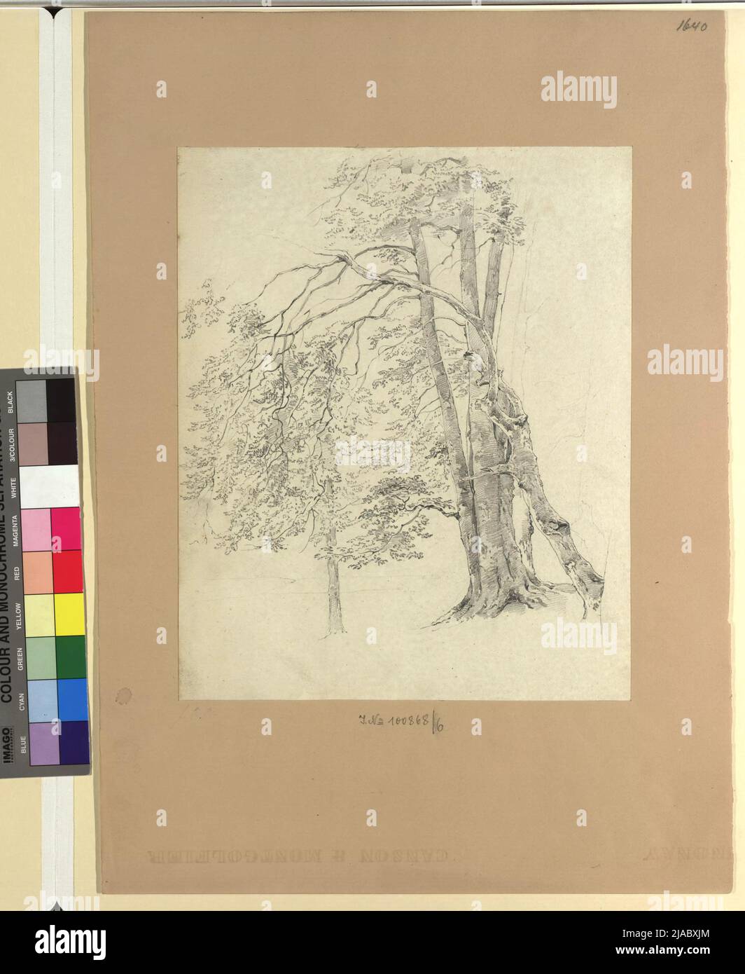 Trees. Josef Kriehuber (1800-1876), artist Stock Photo - Alamy