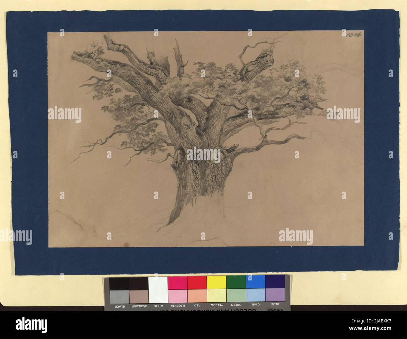 Tree study. Josef Kriehuber (1800-1876), artist Stock Photo - Alamy