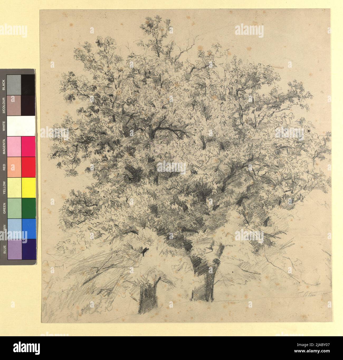 Tree study in the Prater. Tina Blau (1845-1916), artist Stock Photo - Alamy