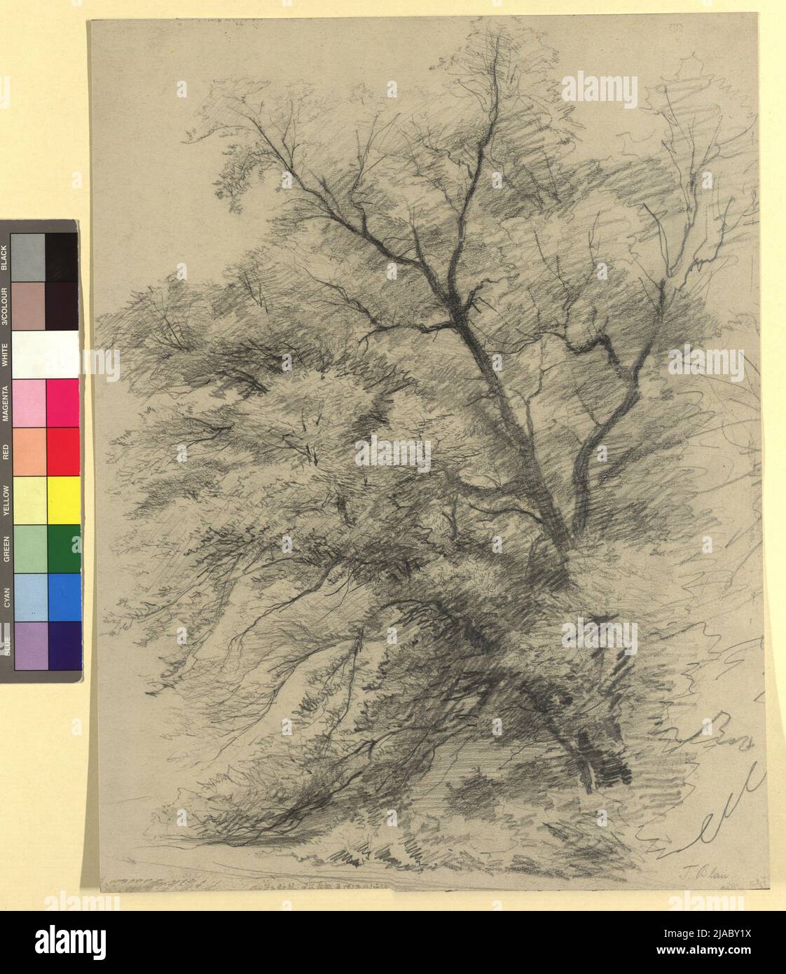 Tree study. Tina Blau (1845-1916), artist Stock Photo - Alamy
